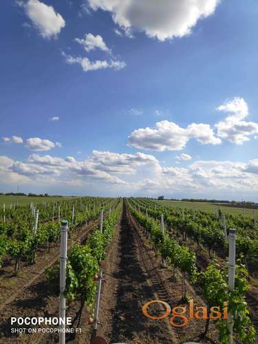 PRODAJA VINOGRADA I VOĆNJAKA U PUNOM RODU NOVO MILOŠEVO (SERTIFIKOVANE SADNICE)