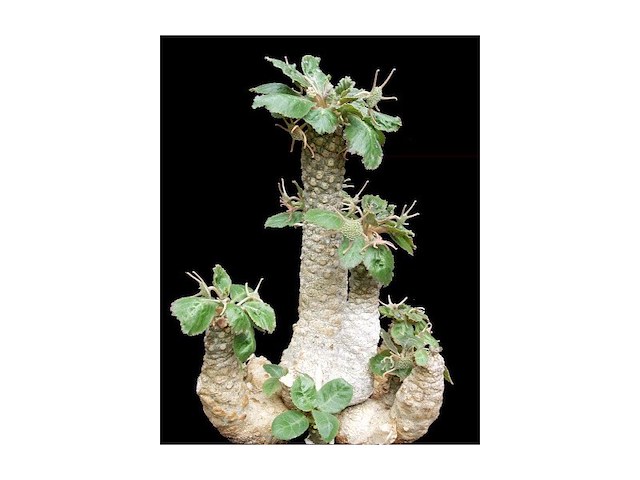 Dorstenia foetida (bonsai sukulent seme)