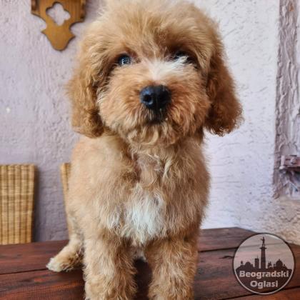 Labradoodle prelepi štenci