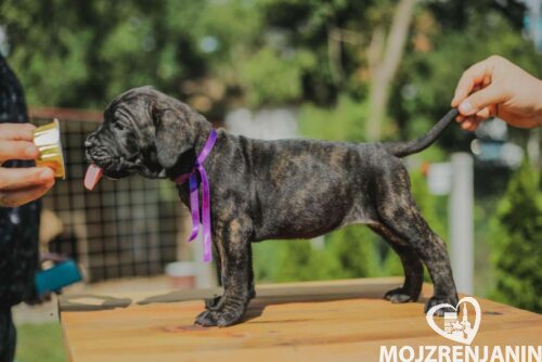 Cane Corso štenci