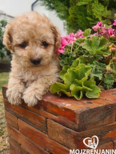 Labradoodle prelepi štenci