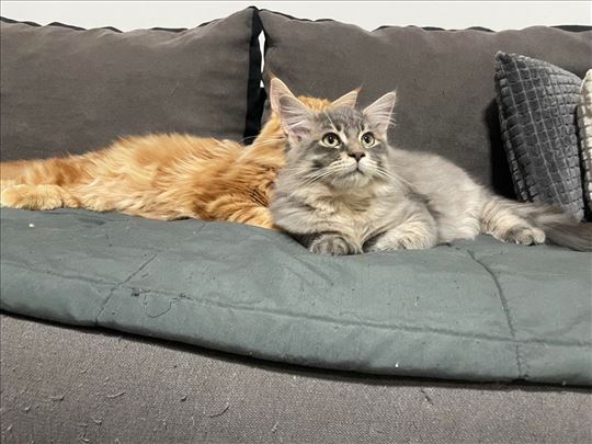 Maine Coon , mače