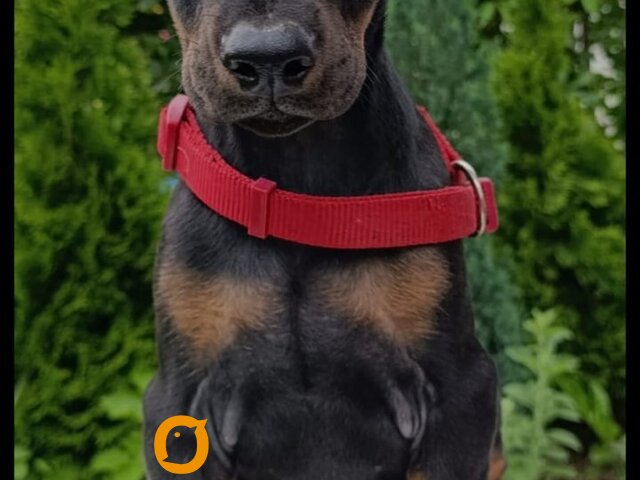 Štenci dobermana