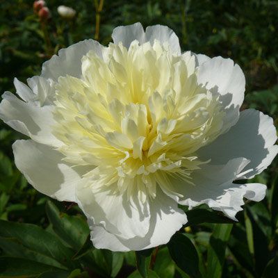 Paeonia Lactiflora Laura Dessert -1 rizom