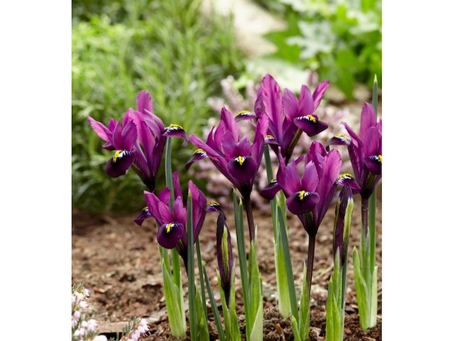 Mini Iris reticulata (rizom) ljubicast