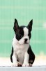 Boston terrier