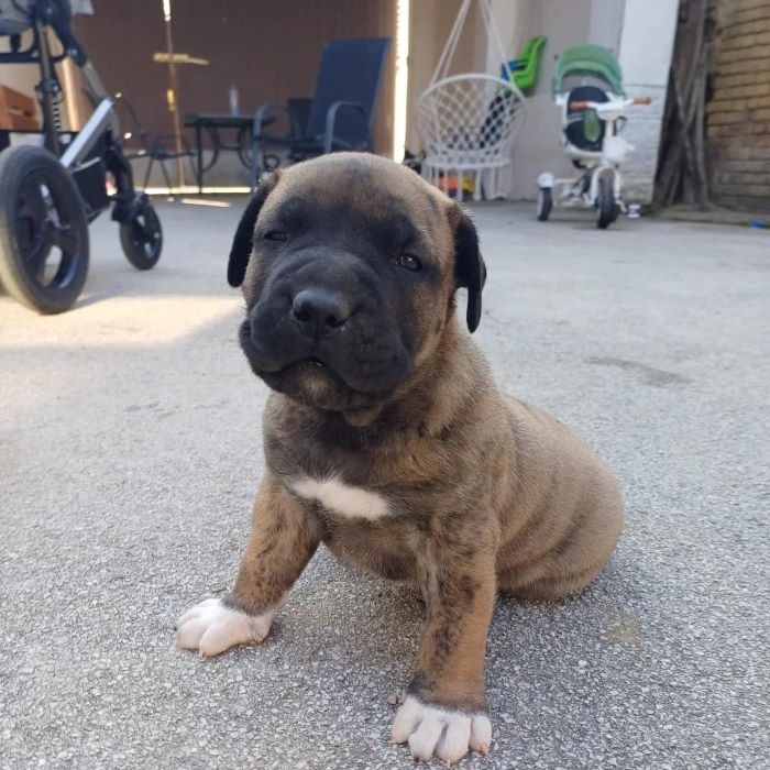 Presa Canario