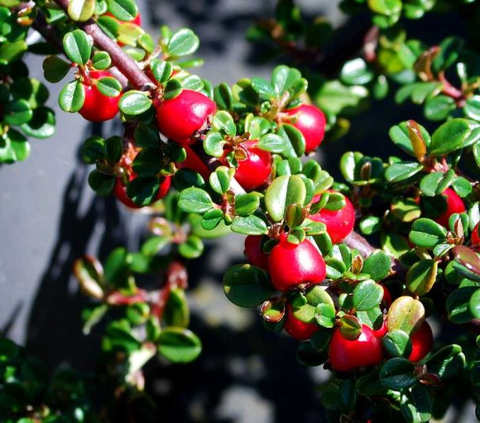 Cotoneaster Microphyllus Streib's Findling - Kotonaster Zimzelen Puzeći Pokrivač Tla