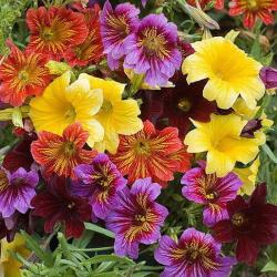 Salpiglossis Sinuata mix (2500 semenki)