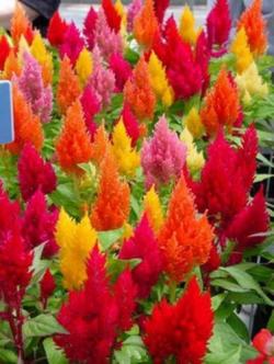 Celosia Plumosa Mix (1400 semenki)