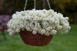 Lobularia maritima bela (3000 semenki)