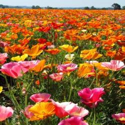 Kalifornijski mak mix (1000 semenki) California Poppy Ballerina Mix