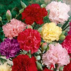 Karanfil Mix (150 semenki) Dianthus Carnation Chabaud Mix