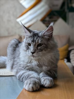 Maine Coon // Mejn Kun // Kitty Magnum Gomez