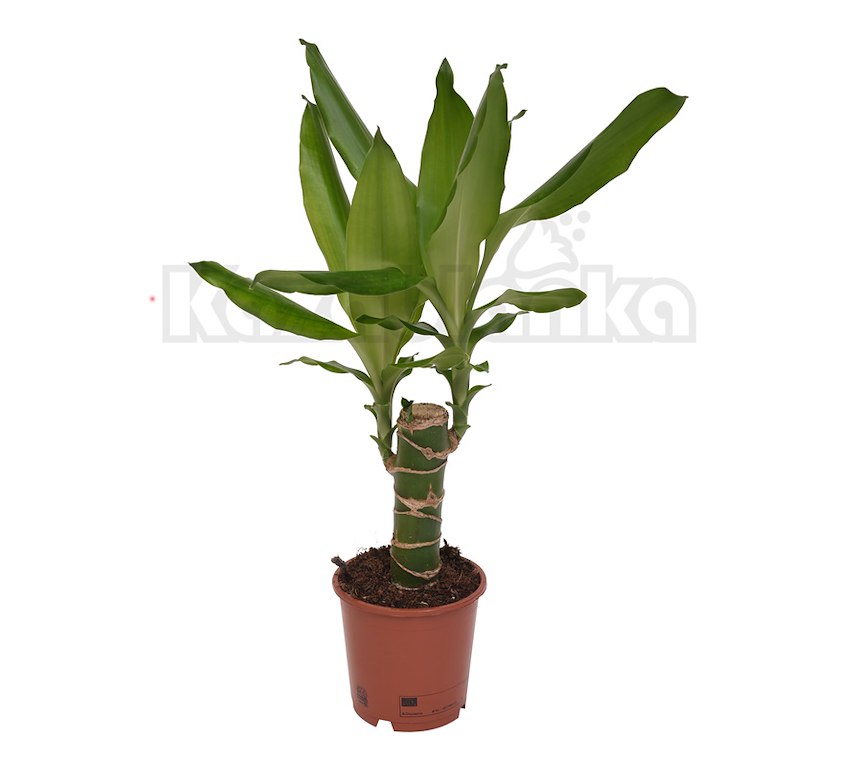 Dracena