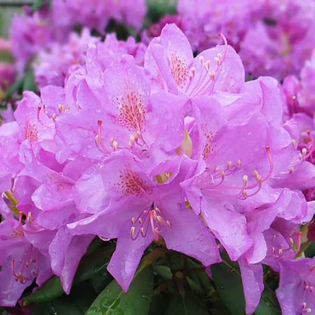 Rhododendron Roseum Elegans