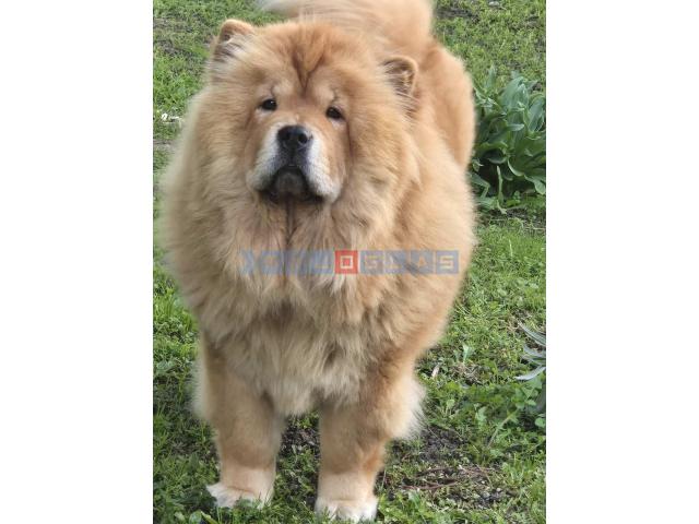 Cau cau chow chow stenci