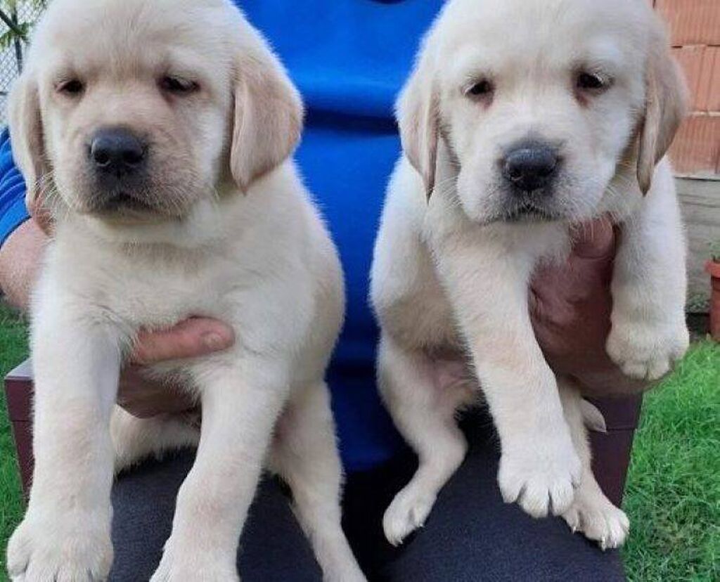 Labrador štenci na prodaju u zutoj boji, oba pola u ponudi. Štenci su