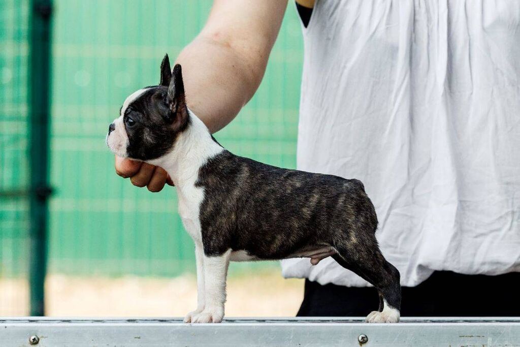 Boston terrier. Zovem se Mali i poticem iz sampionskog legla. Malo sam