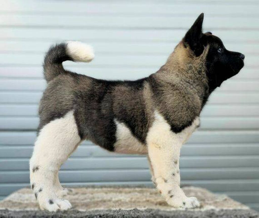 Američka Akita, novo leglo Odgajivacnica TOP WINNER PUPPY sa ponosom