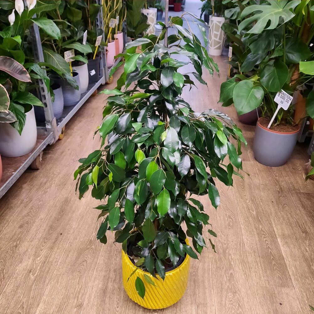 Ficus benjamin Danielle 110 cm