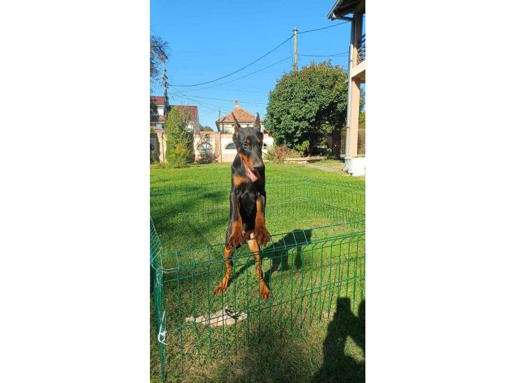 Doberman