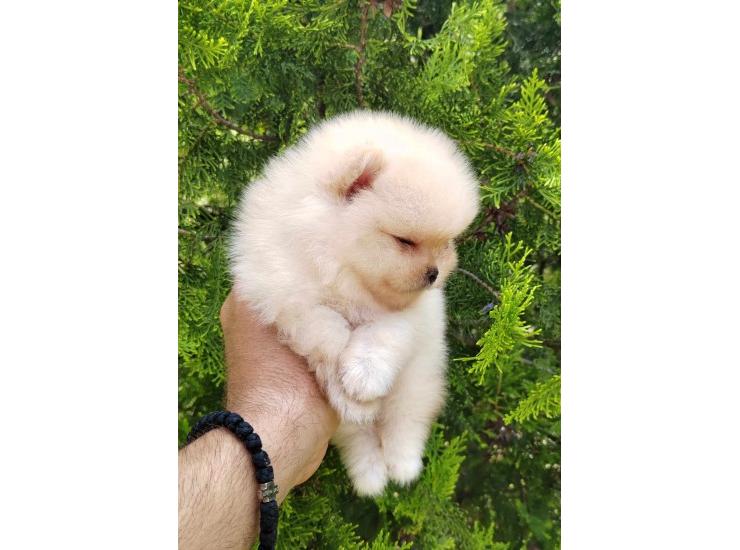Pomeranac-BOO