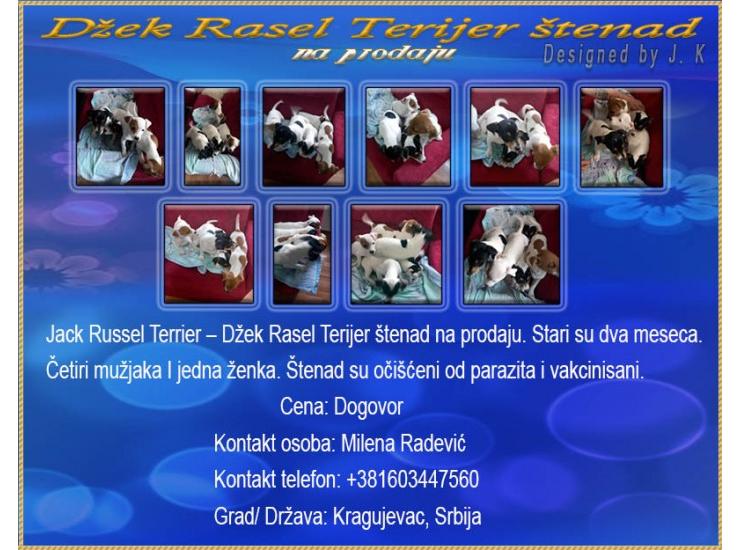 Džek Rasel Terijer