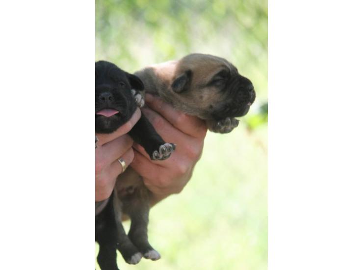 Cane Corso štenci