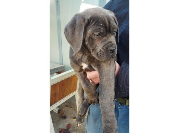 Cane Corso štenci