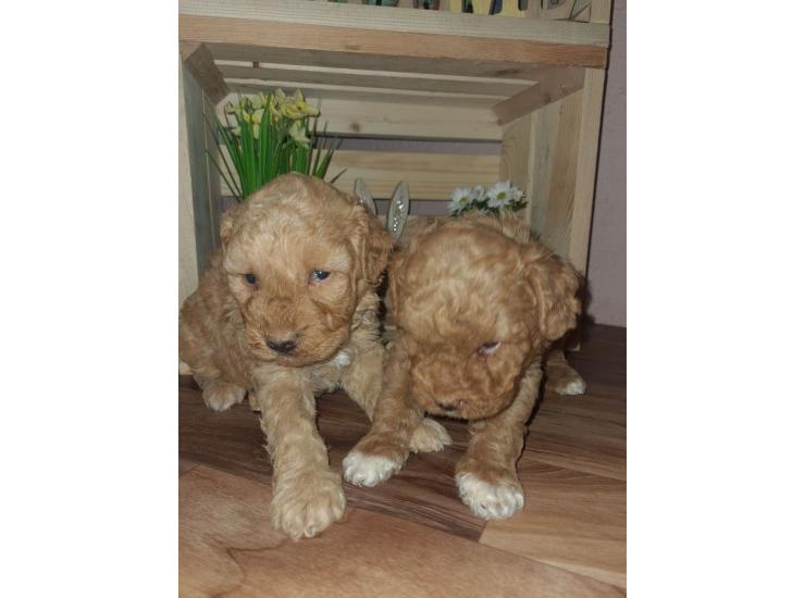 Maltipoo štenci