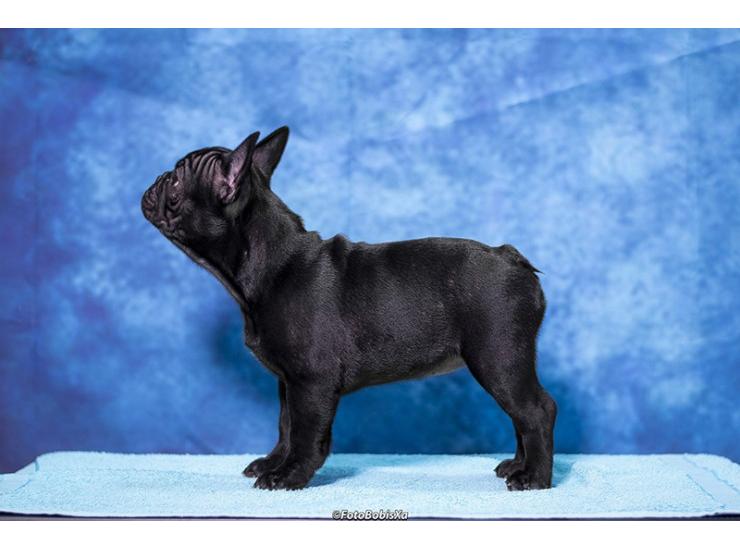 Francuski Buldog