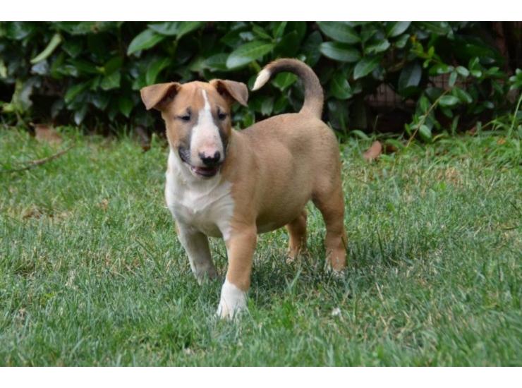 Bull Terrier TOP štenci