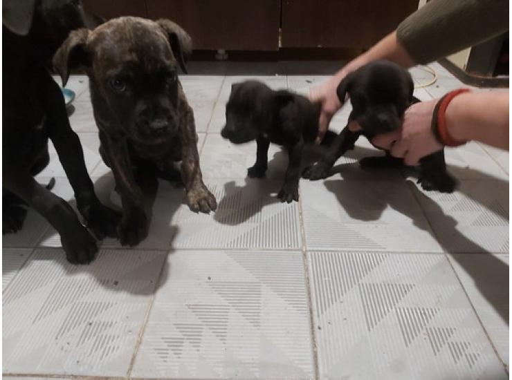 Cane Corso stenci na prodaju - Cistokrvni