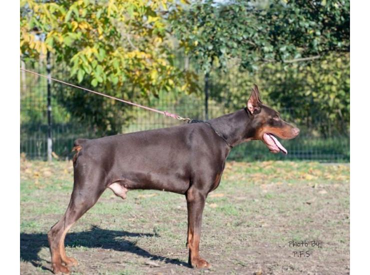 Doberman štenci