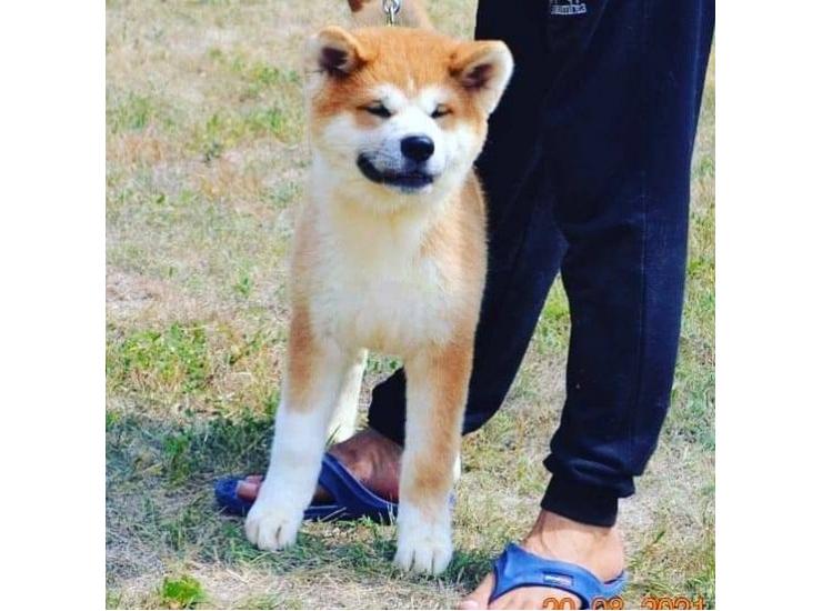 akita inu stenci