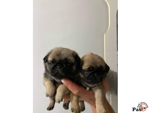 Mops