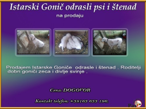 Istarski kratkodlaki gonič