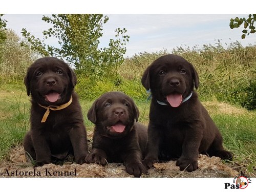 Labrador retriver