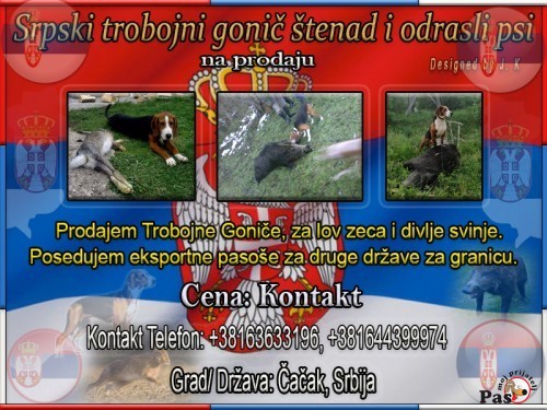 Srpski trobojni gonič