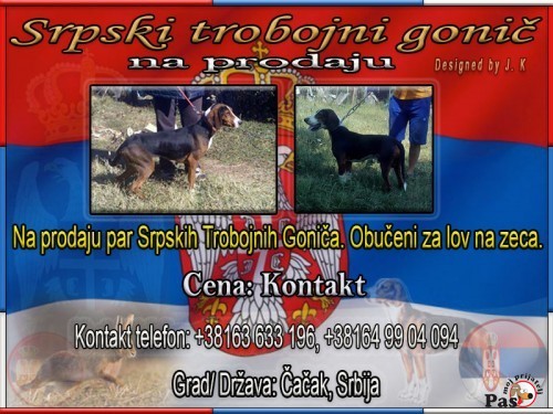 Srpski trobojni gonič