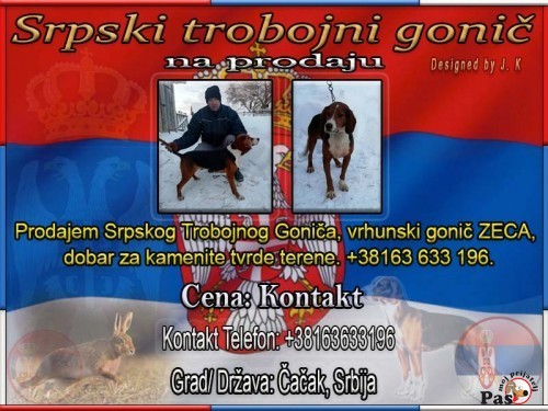 Srpski trobojni gonič