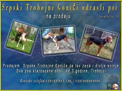 Srpski trobojni gonič