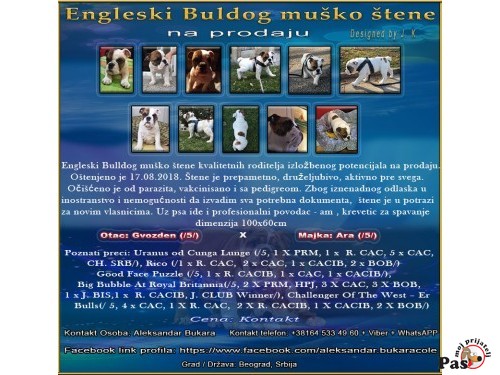 Engleski buldog