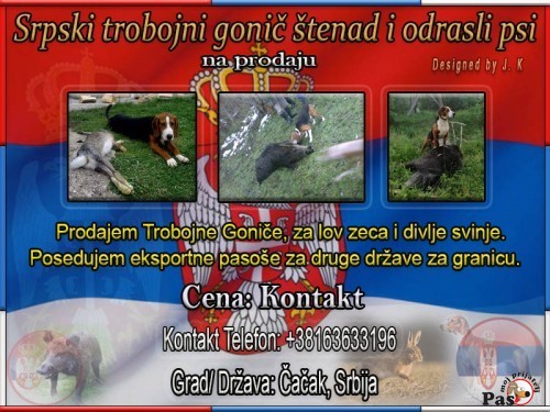 Srpski trobojni gonič