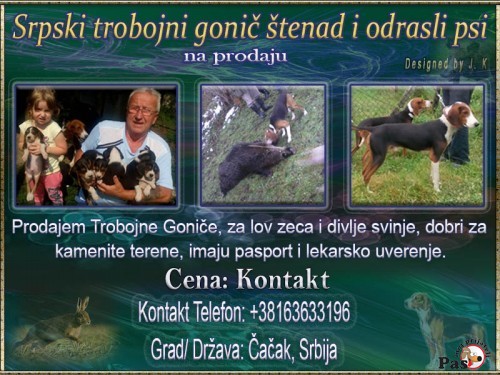 Srpski trobojni gonič