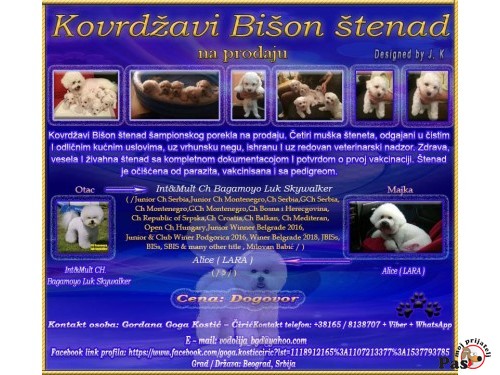 Kovrdžavi bišon