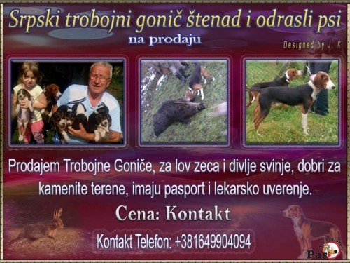 Srpski trobojni gonič