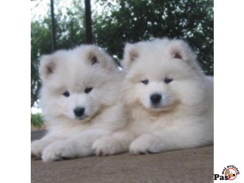 Samojed