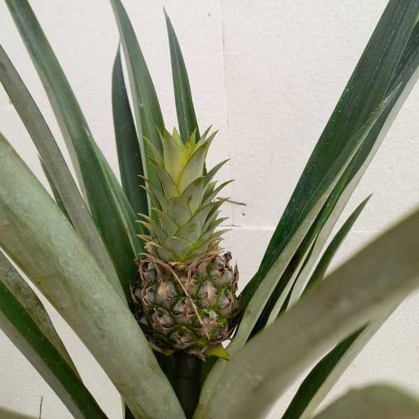 Ananas sa plodom